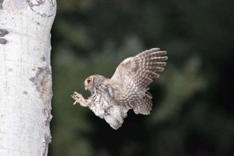 Estes Park: Birds of Colorado Speaker Series - FAQ