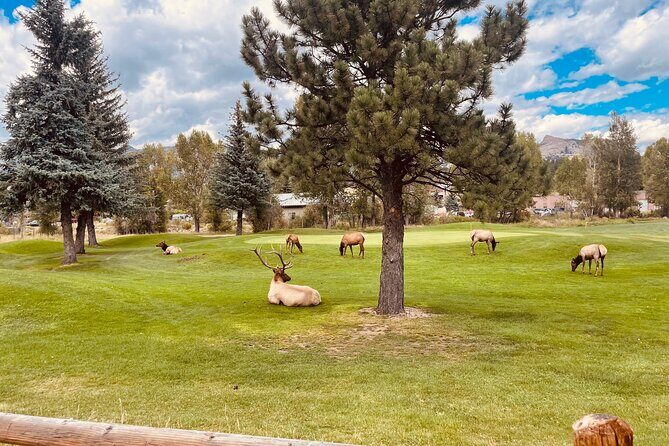 Estes Park Family e-Bike Tour - Potential Drawbacks and Considerations