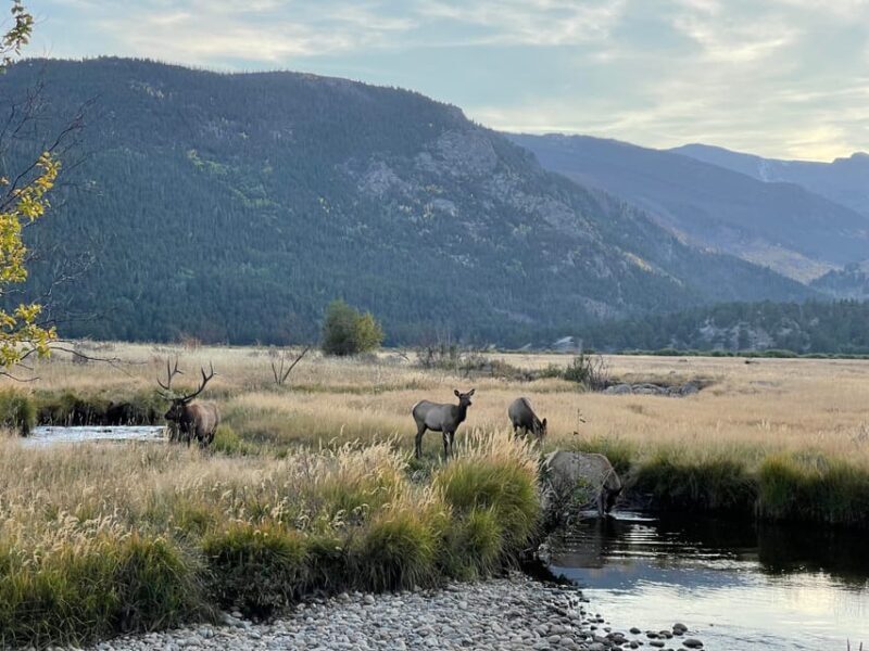 Estes Park: Guided Elk Rut Tour - An In-Depth Look at the Guided Elk Rut Tour