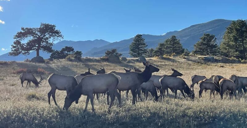 Estes Park: Guided Sunset Elk Mating Ritual Tour - Estes Park: Guided Sunset Elk Mating Ritual Tour