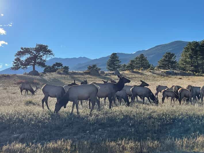 Estes Park: Guided Sunset Elk Mating Ritual Tour - Who Should Consider This Tour?