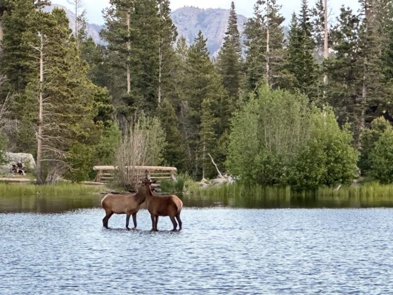 Estes Park: Rocky Mountain National Park Glass-Top Bus Tour - The Vehicle: Comfort Meets View