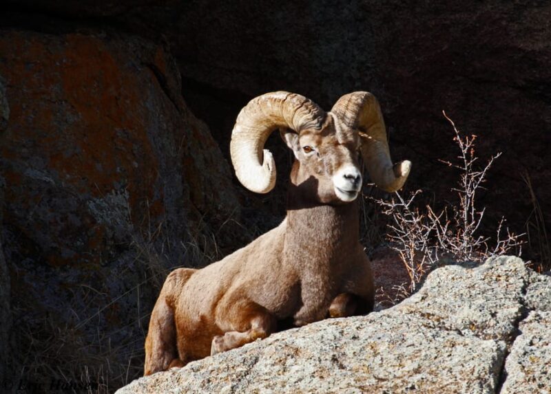 Estes Park: Rocky Mountain National Park Safari Tour - The Experience and Its Value