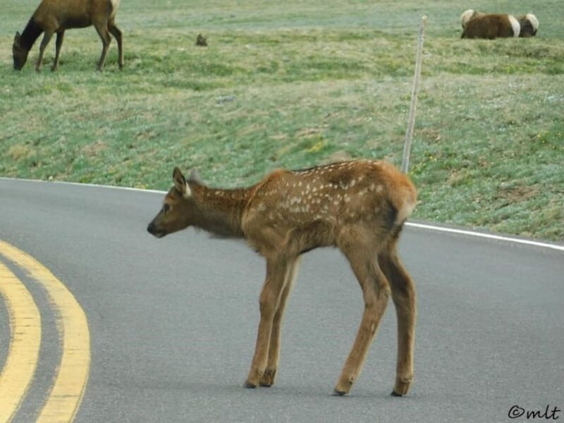 Estes Park: Rocky Mountain National Park Safari Tour - What’s the Downside?