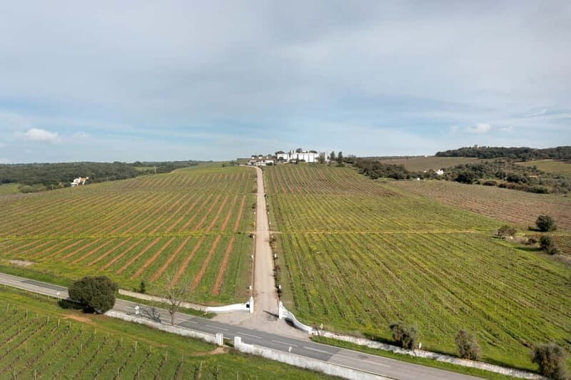 Estremoz, Alentejo, Portugal: Wine tour & Wine tasting - Potential Drawbacks or Considerations