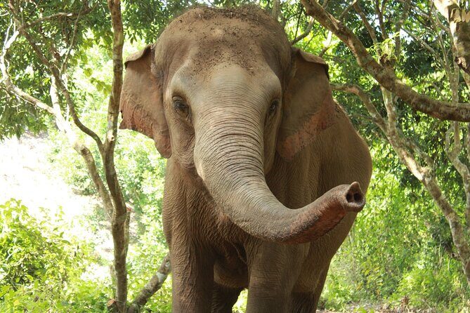 Ethical Elephant Observation by Samui Elephant Sanctuary - Introduction