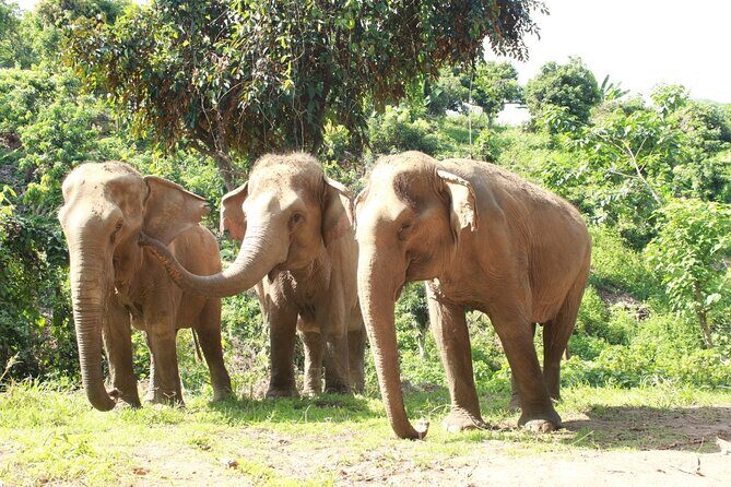 Ethical Elephant Observation by Samui Elephant Sanctuary - Key Points