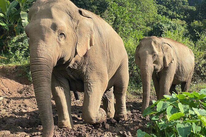 Ethical Elephant Observation by Samui Elephant Sanctuary - The Authentic Experience
