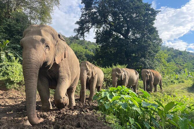 Ethical Elephant Observation by Samui Elephant Sanctuary - The Practical Side of the Tour