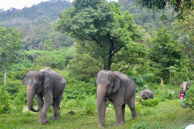 Ethical Elephant Sanctuary from Phuket (NO RIDE) - Final Thoughts