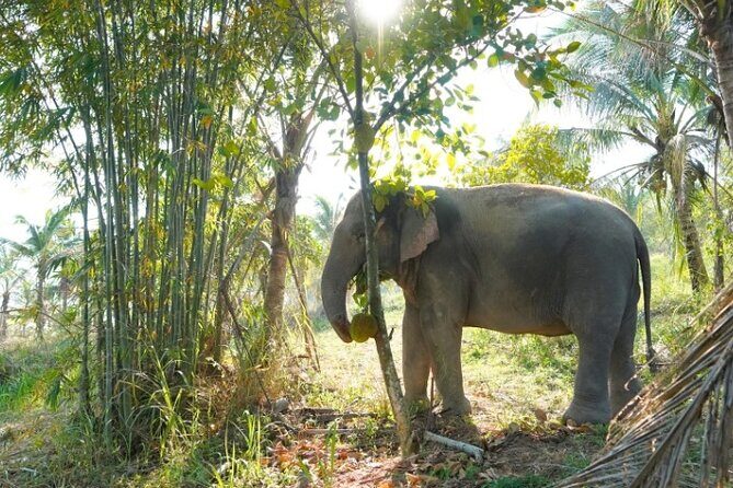 Ethical Elephant Sanctuary Tour from Bangkok & Pattaya - An Honest Look at the Experience