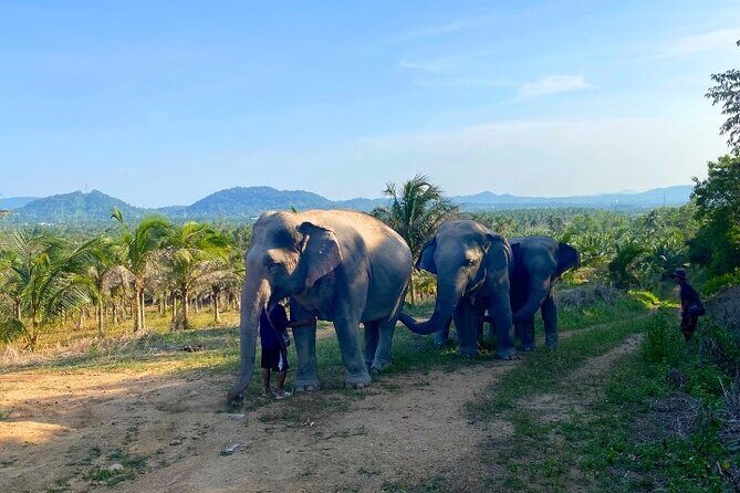 Ethical Elephant Sanctuary Tour from Bangkok & Pattaya - What the Reviews Say