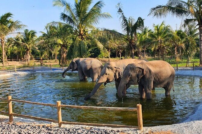 Ethical Elephant Sanctuary Tour from Bangkok & Pattaya - The Value Proposition