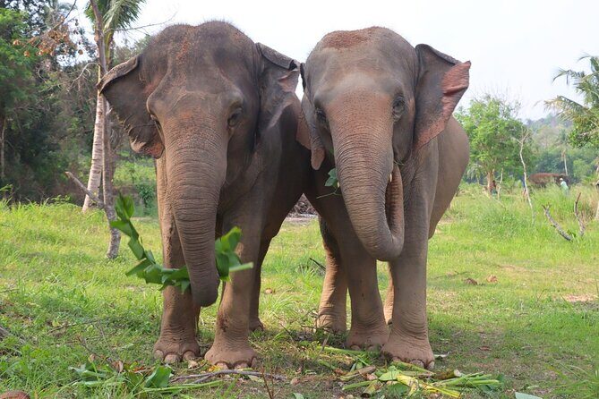 Ethical Elephant Sanctuary Tour from Bangkok & Pattaya - FAQs