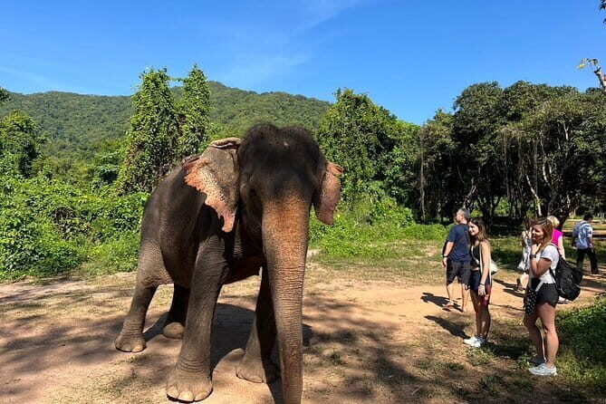 Ethical Elephant Watching Tour From Bangkok & Pattaya - Key Points