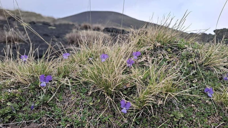 Etna: 2002 Eruption Craters Guided Hiking Tour - Who Should Consider This Tour?