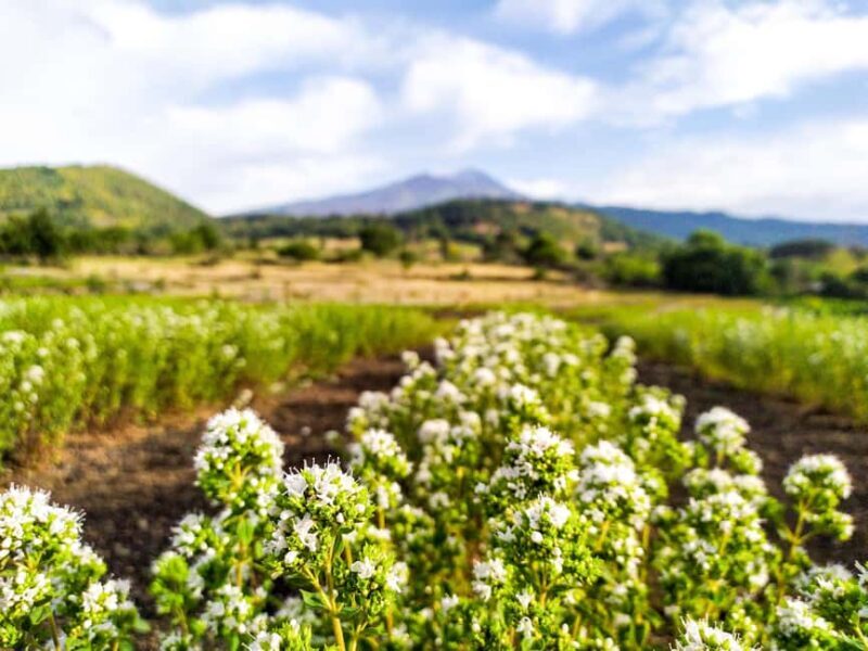 Etna Aromatic Experience: Scents of Sicily and Signature Flavors - Why This Tour Is a Great Choice