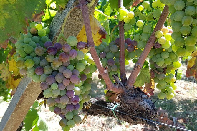 Etna DOC & Organic Wine tasting and tour of the 1815 historic winery - Key Points