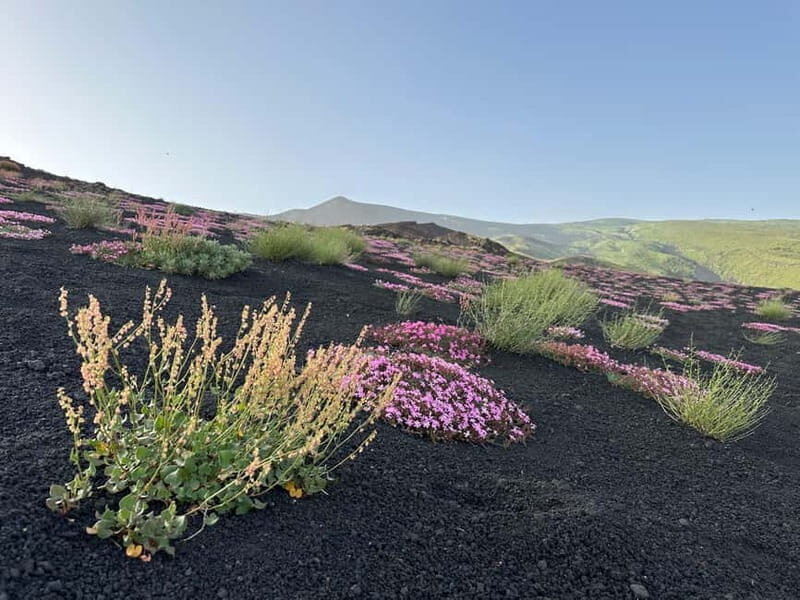 Etna Tour - HalfDay Small Group & licensed Tour Guide - Transport, Group Size, and Comfort