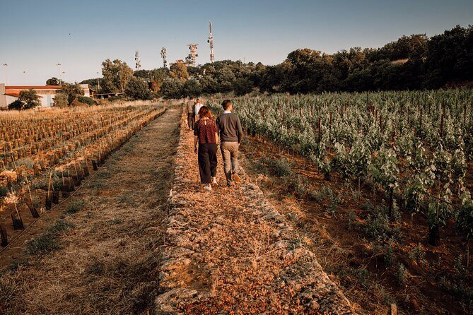 Etna Urban Winery - Tasting with Street Food Platter and vineyard - What Makes It Special