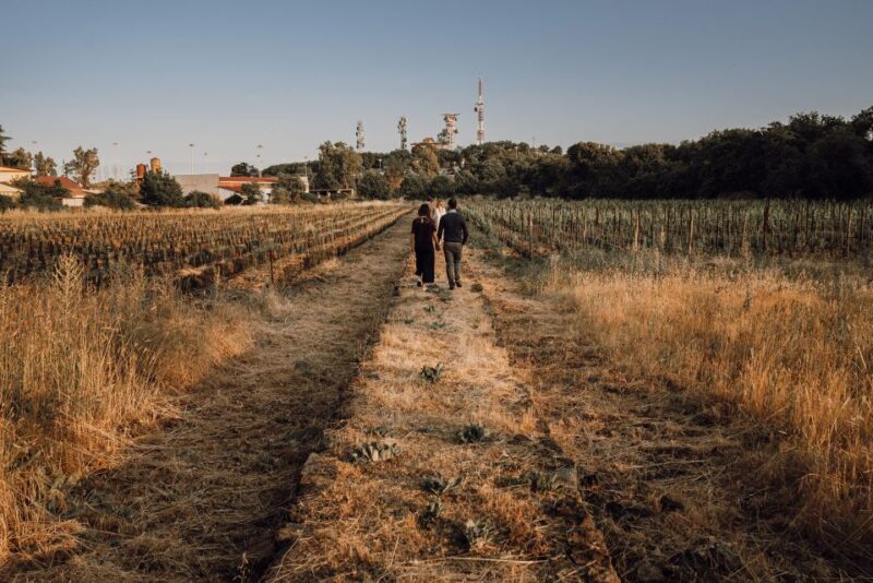 Etna: Urban Winery, Vineyards Walk & Wine Tasting at Sunset - What Travelers Are Saying