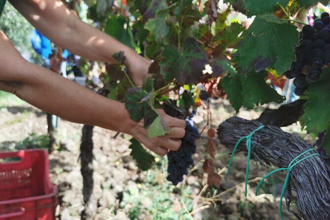 Etna Wine And Taormina From Messina - Transportation, Comfort, and Group Size