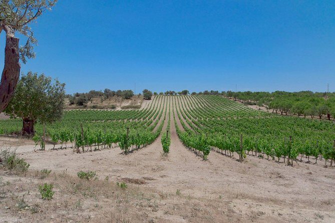 Etna Wine & Food Volcanic Week Grand Tour (Private) - Final Thoughts: Who Will Love This Tour?