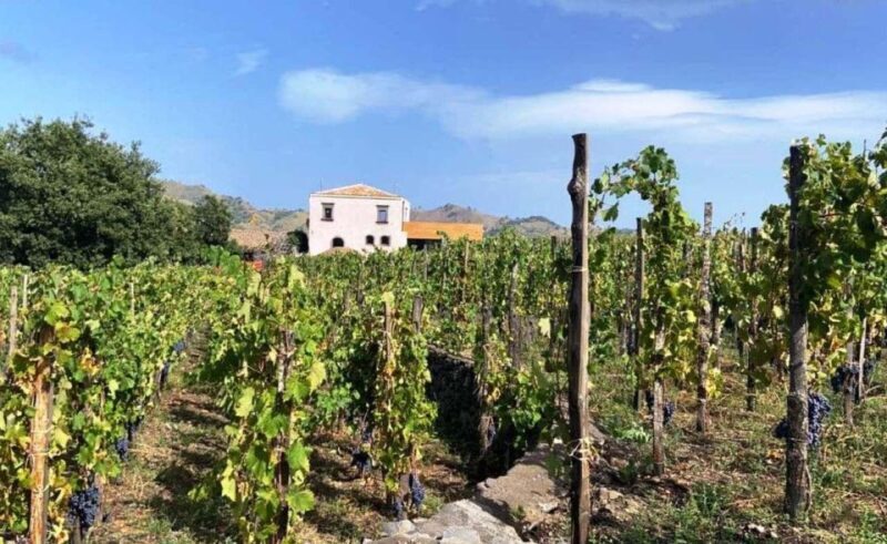 Etna: Wine Tasting and Food Tour - Key Points