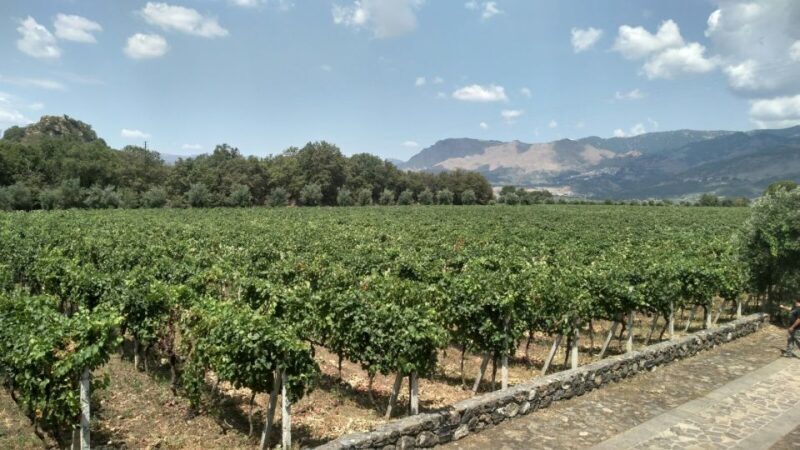 Etna: Wine Tasting and Food Tour - A Complete Look at the Etna Wine and Food Tour