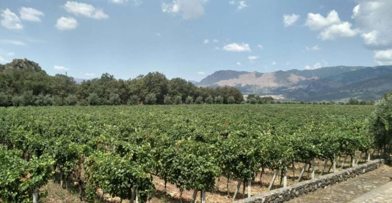 Etna: Wine Tasting and Food Tour - Final Thoughts: Is This Tour Worth It?