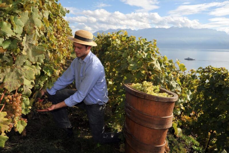 Etna Winery Wine & Food Tasting Private Tour - The Bottom Line