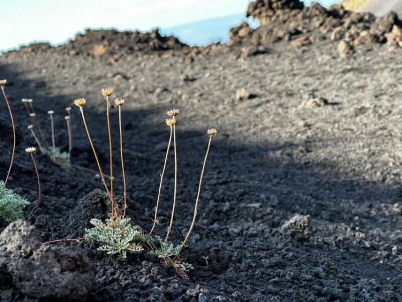 Etna's Hidden Gems - Trek Valle Bove & Lava Tunnel with Gear - Final Verdict