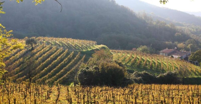 Euganean Hills Guided Wine Tour with Tasting From Padua - An In-Depth Look at the Euganean Hills Wine Tour