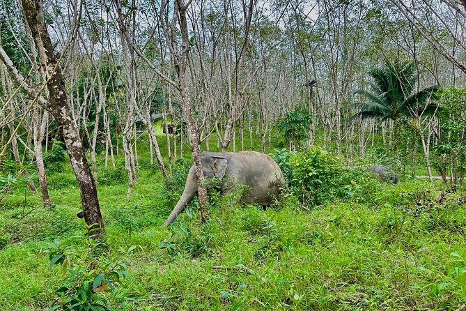 Evening Guide Tour to Khaolak Elephant Sanctuary Free 1 Cocktail - The Itinerary and Its Charm