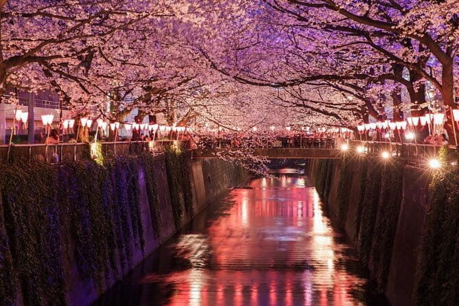 Evening Hanami (Cherry Blossom) Experience with a Local - The Essence of the Tour: What Does It Offer?