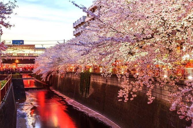 Evening Hanami (Cherry Blossom) Experience with a Local - Practical Considerations and Value