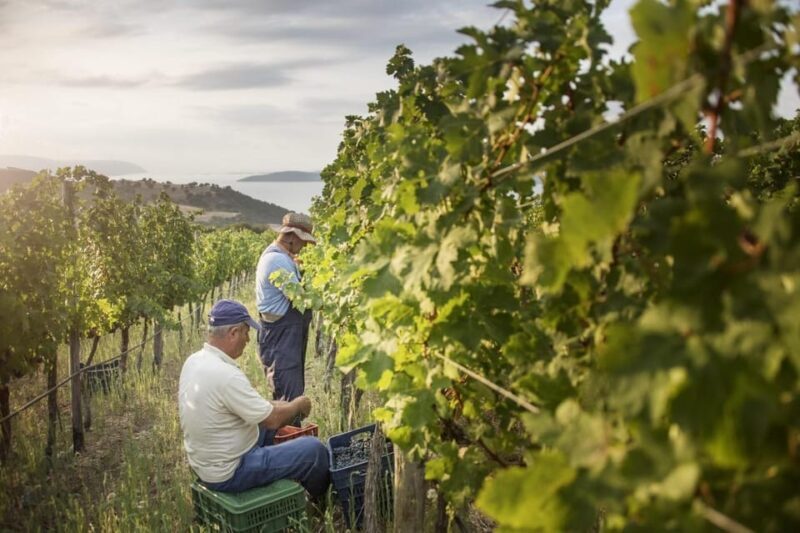 Evening of Wine and Scenic Views in Skiathos - A Detailed Look at the Experience in Skiathos