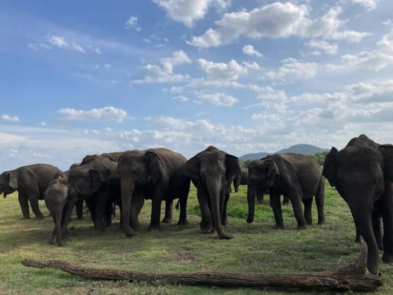 Evening Safari at Minneriya National park with Hotel Pickup - Key Points