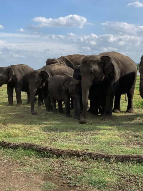 Evening Safari at Minneriya National park with Hotel Pickup - The Sum Up