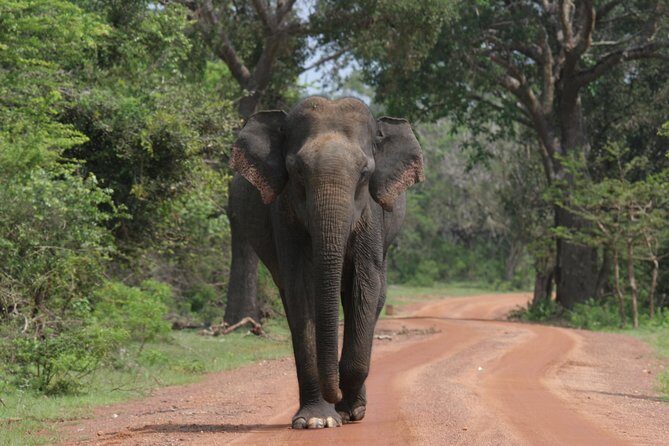 Evening Safari - Yala National Park with Janaka safari - 02.00 pm to 06.30 pm - What to Expect from the Tour