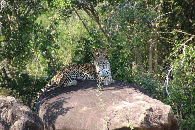 Evening Safari - Yala National Park with Janaka safari - 02.00 pm to 06.30 pm - Analyzing the Value