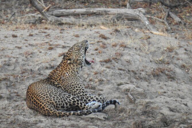 Evening Safari - Yala National Park with Janaka safari - 02.00 pm to 06.30 pm - The Sum Up: Is This Safari Worth It?