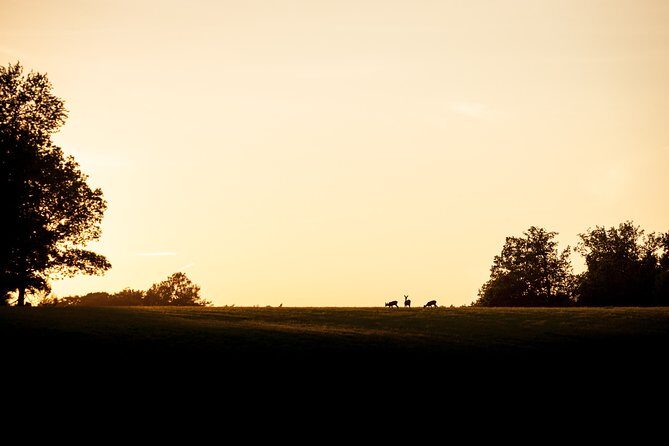 Evening Wildlife Safari Stockholm - Key Points