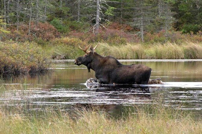 Evening Wildlife Safari Stockholm - What Travelers Love About This Safari