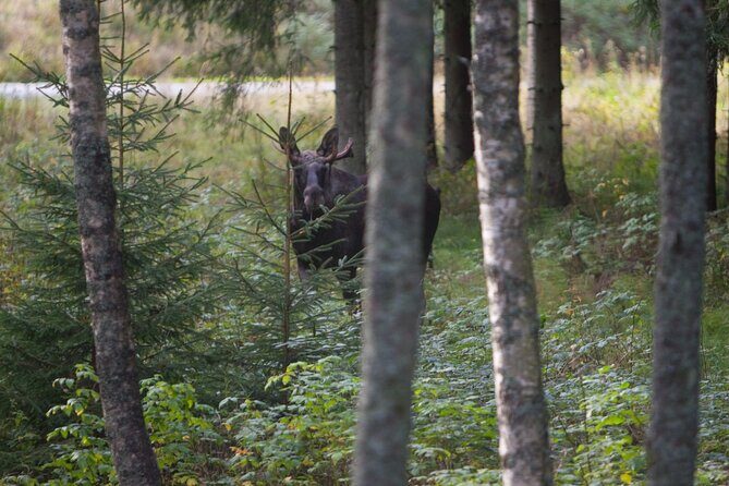 Evening Wildlife Safari Stockholm - FAQs