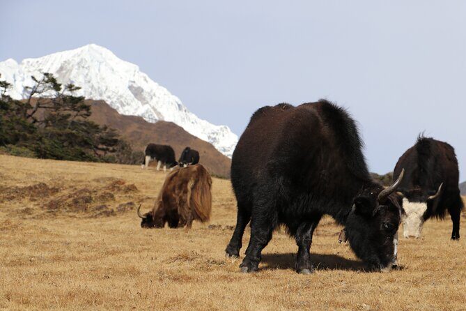 Everest Base Camp Trek 14 Days - Final Thoughts: Who Is This Trek Best For?