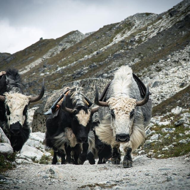 Everest Panorama Trek - Nature's Grandeur in Every Step - Key Points
