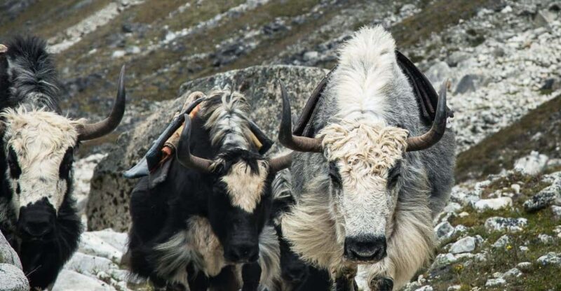 Everest Panorama Trek - Nature's Grandeur in Every Step - A Practical Guide to the Everest Panorama Trek