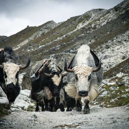 Everest Panorama Trek - Nature's Grandeur in Every Step - Why Choose the Everest Panorama Trek?