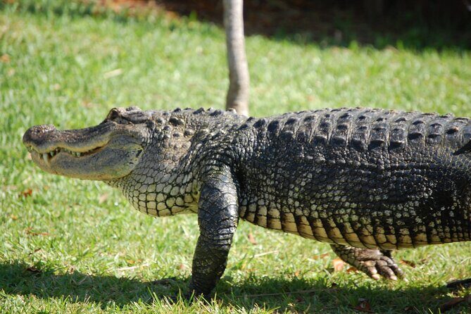 Everglades Admission Ticket with Airboat Ride and Wildlife Show - Introduction: An Authentic Everglades Experience Worth Considering